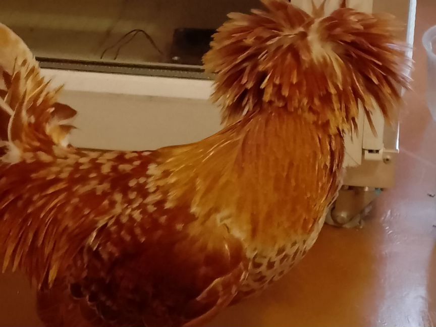 Куры петухи