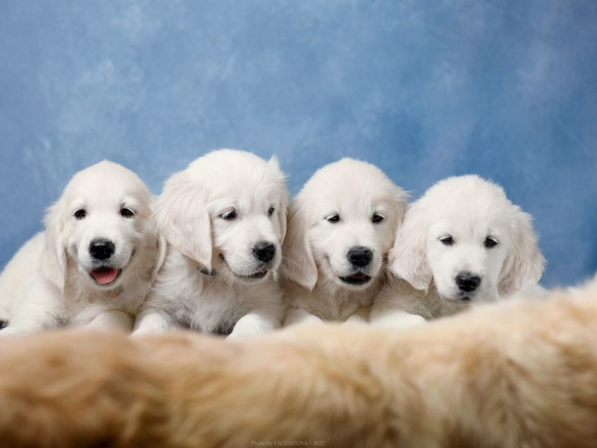 Золотистый ретривер