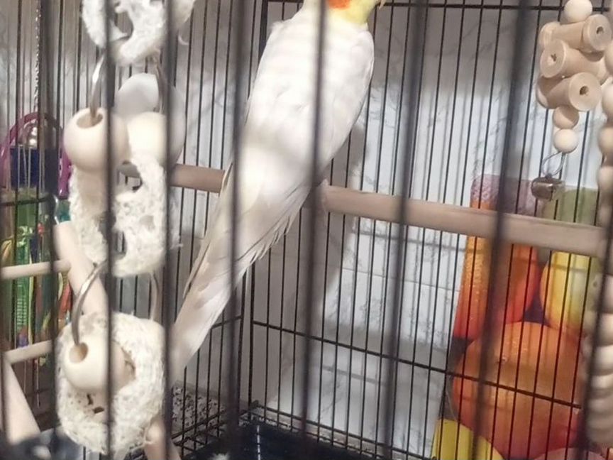 Попугай корелла с клеткой