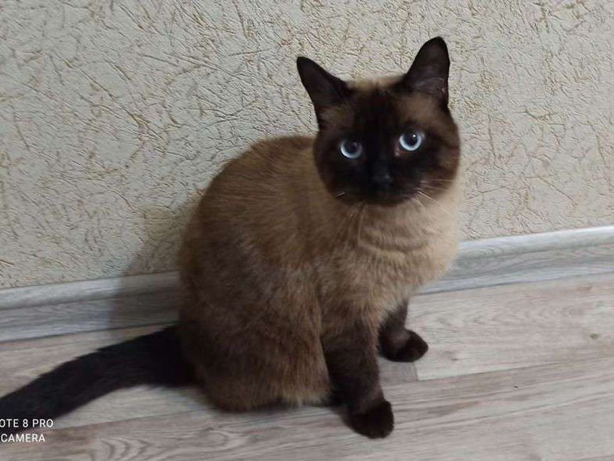 Тайский кот ласковый и добрый
