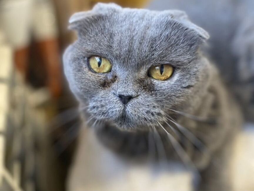 Вислоухая кошка