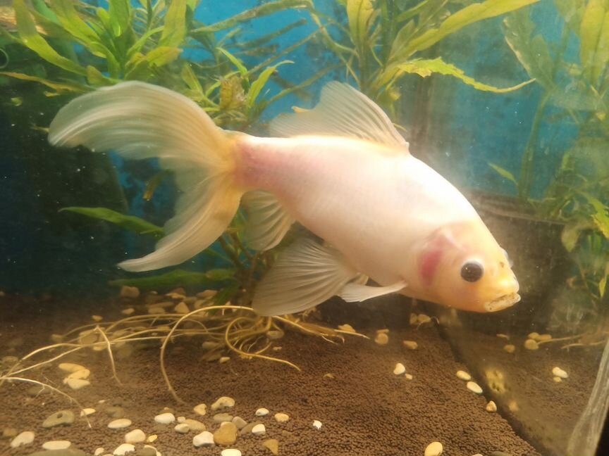 Золотая рыбка комета, продажа или обмен