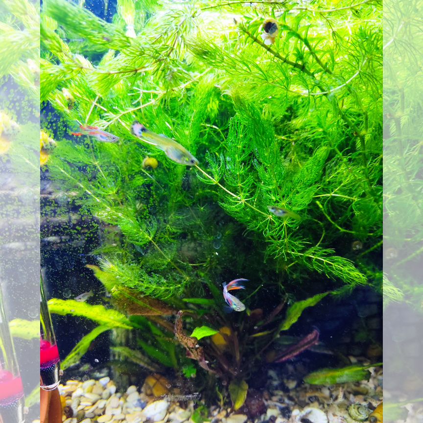 Роголистник Водоросли для аквариума