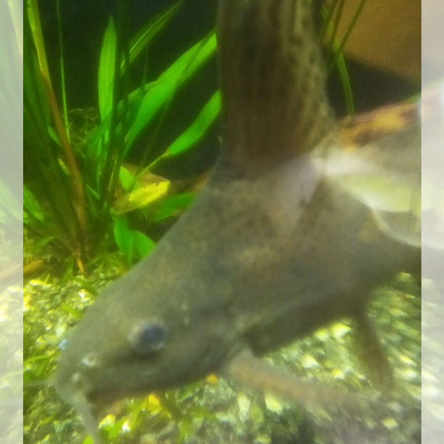 Пара сомов. Синодонтис