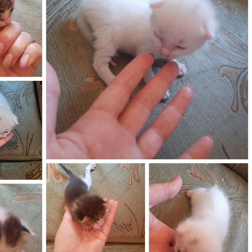 Котята отдам в добрые руки бесплатно