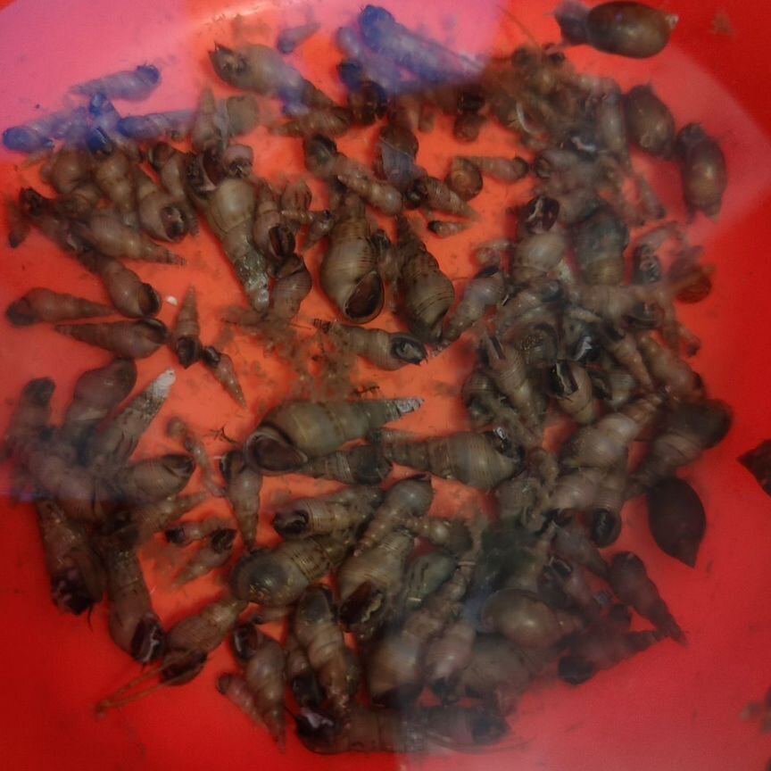 Улитки мелании