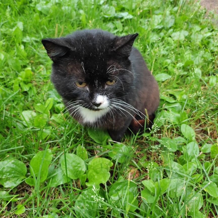 Умер хозяин кота выгнали на улицу
