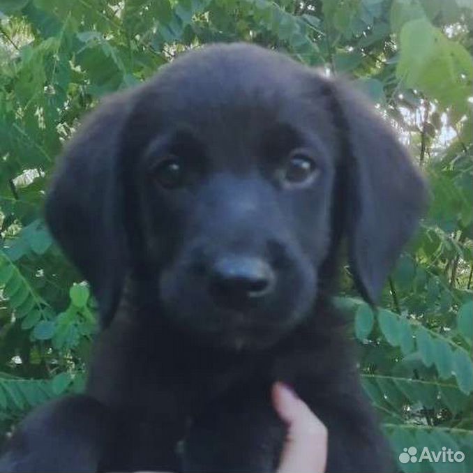 Малыш мальчик, похож на лабрадора, ищет семью