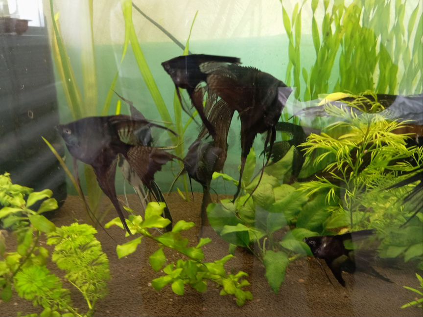 Скалярия черная вуалевая