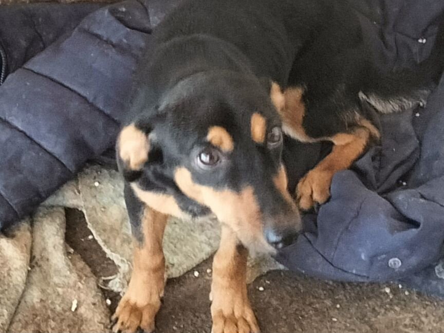 Отдам сабаку в добрые руки