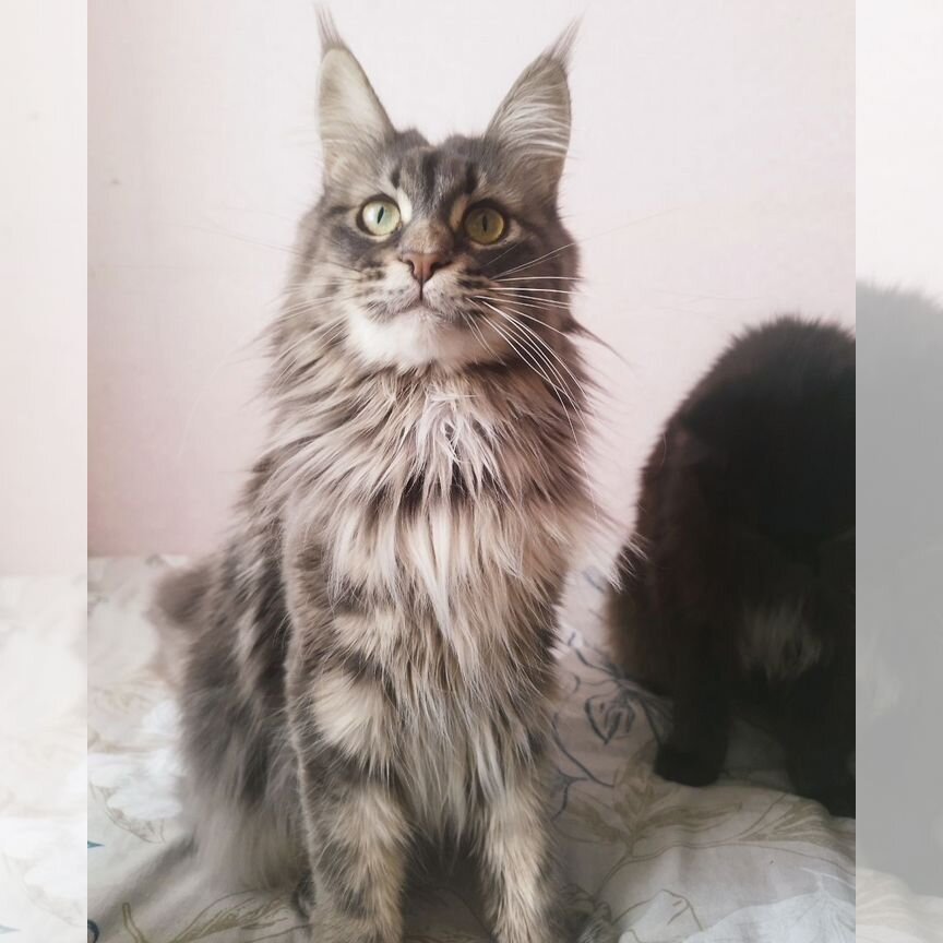 Котята мейн-кун