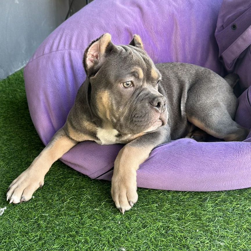 Американский булли авкс 4мес