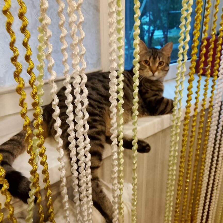 Отдам двух или одного котика в добрые руки