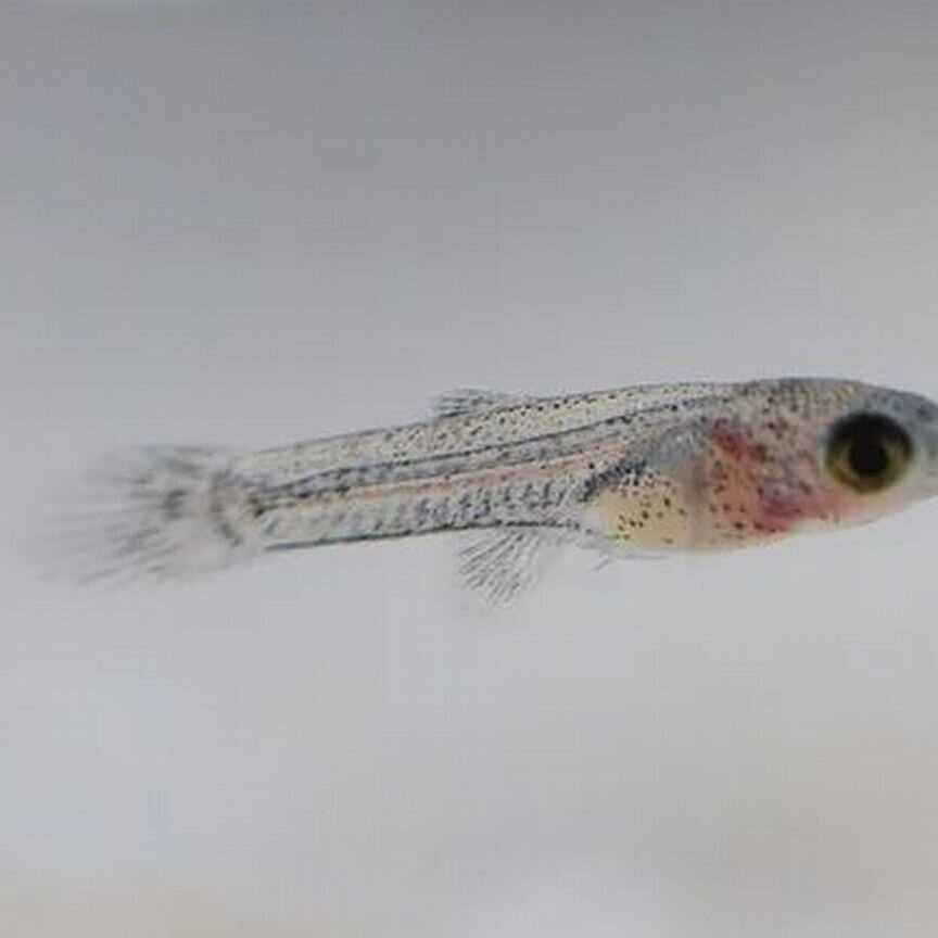 Мальки гуппи рыбки