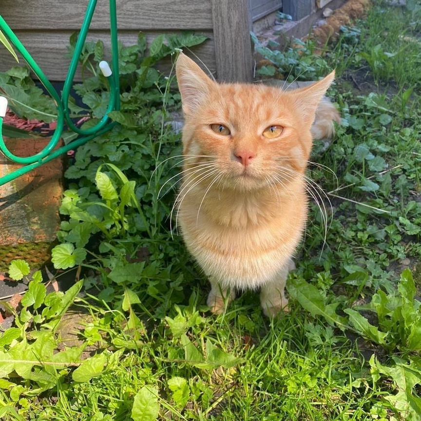 Котик в беде