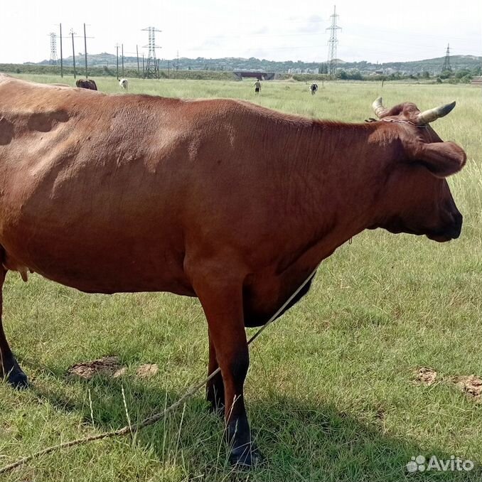 Продам корову