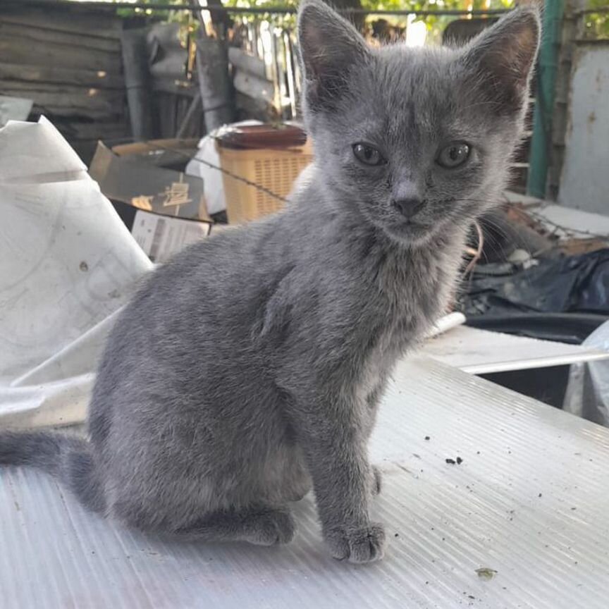 Британские котята