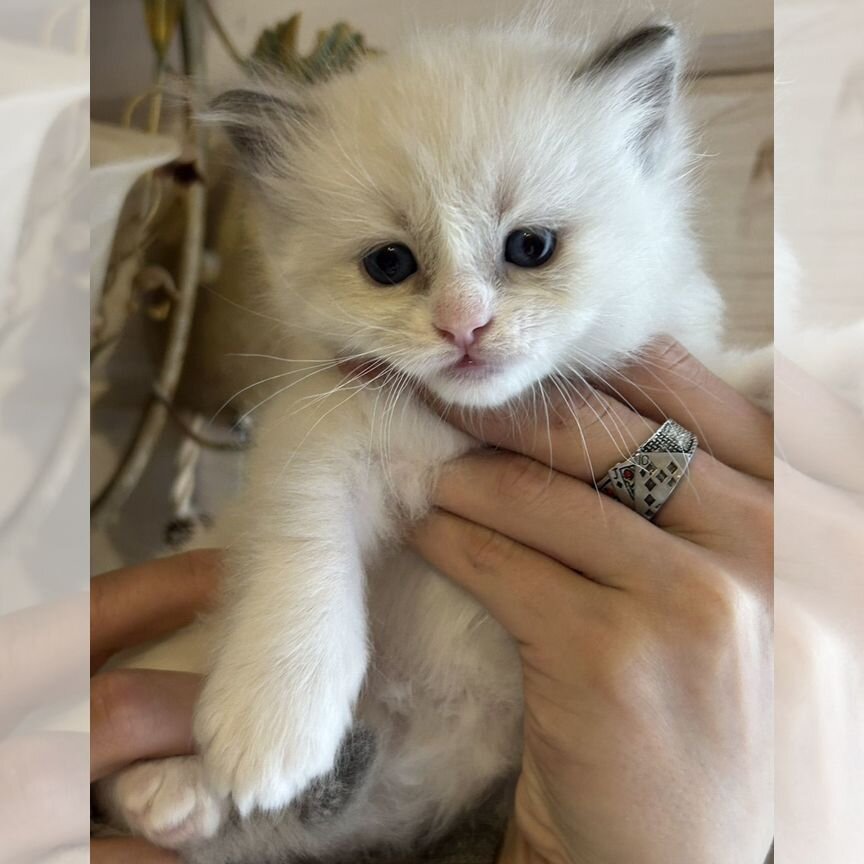 Рэгдолл котята спб
