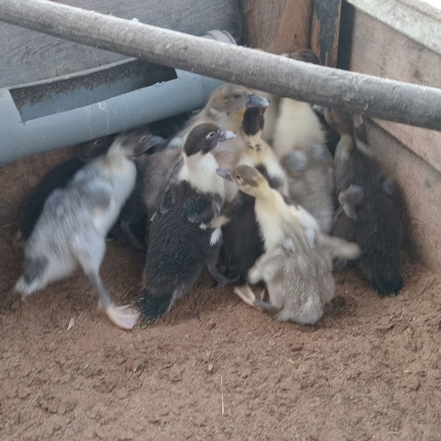 Продам птицу домашние выводки