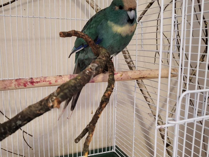 Попугай какарик