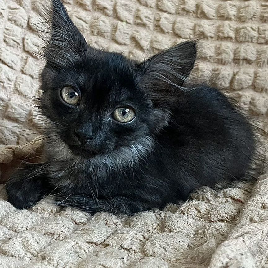 Котенок девочка в добрые руки