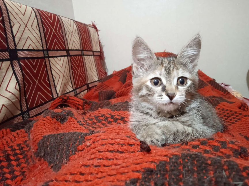 Кошка в дар