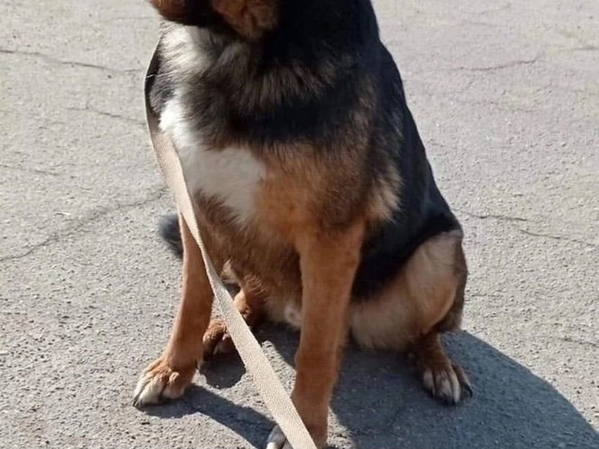 Пес Альмавир в добрые руки