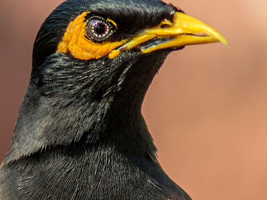 Майна. Скворец говорит, когда захочет он сам