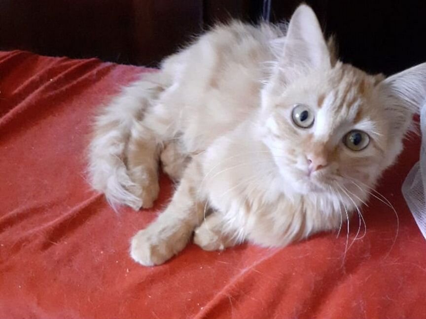Котенок в добрые руки