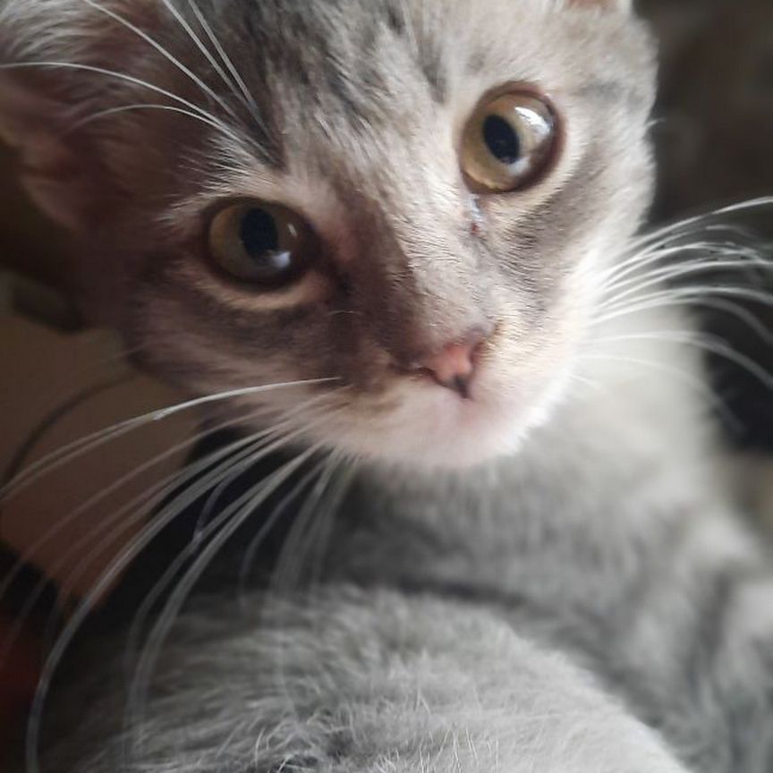 Котик, 3,5 месяца