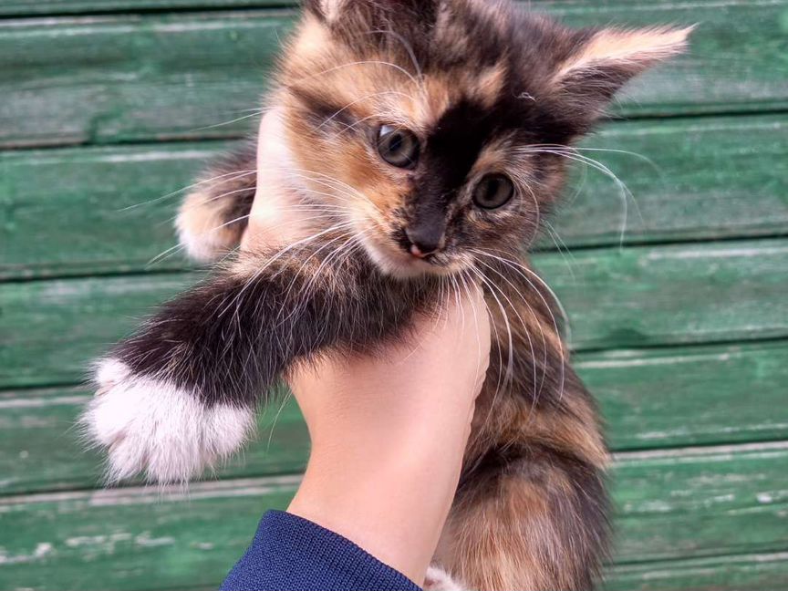 Кошка