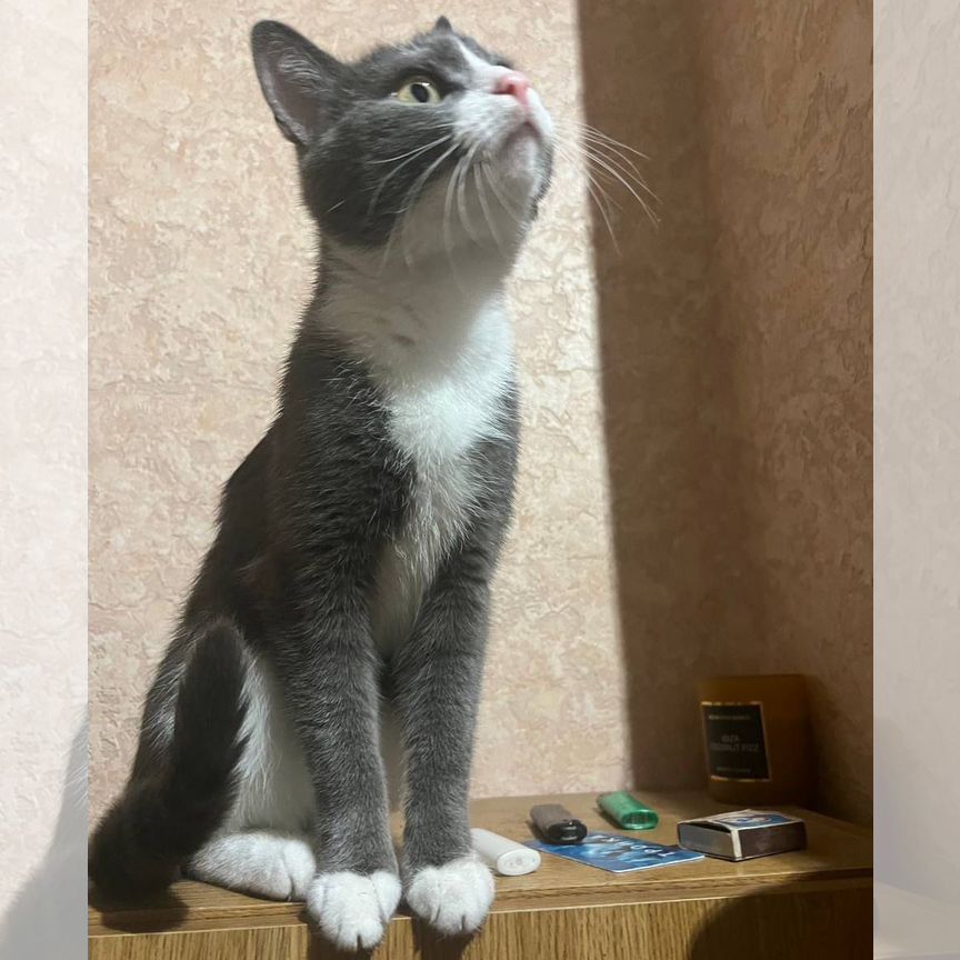 Сами уезжают а кошку на улицу возьмите в дар