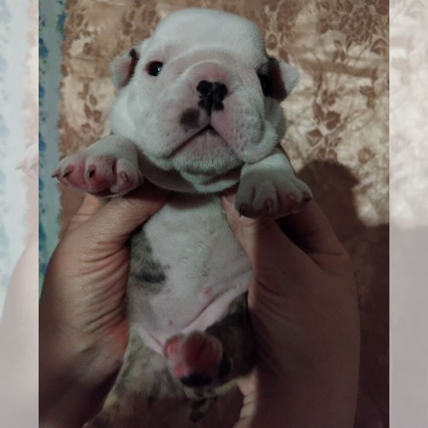 Английский бульдог, щенок