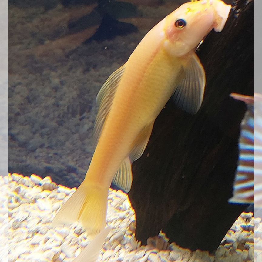 Гиринохейлус