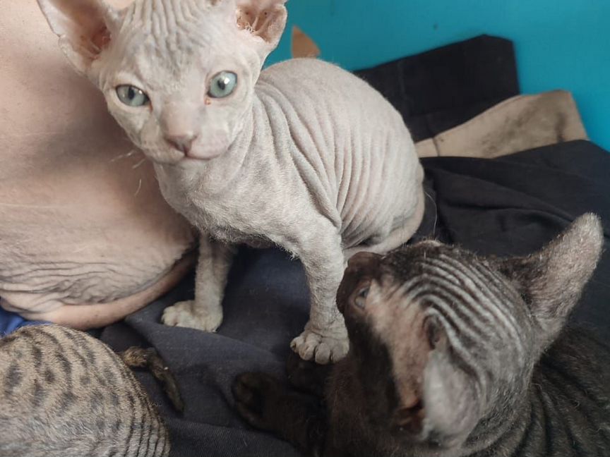 Кошки