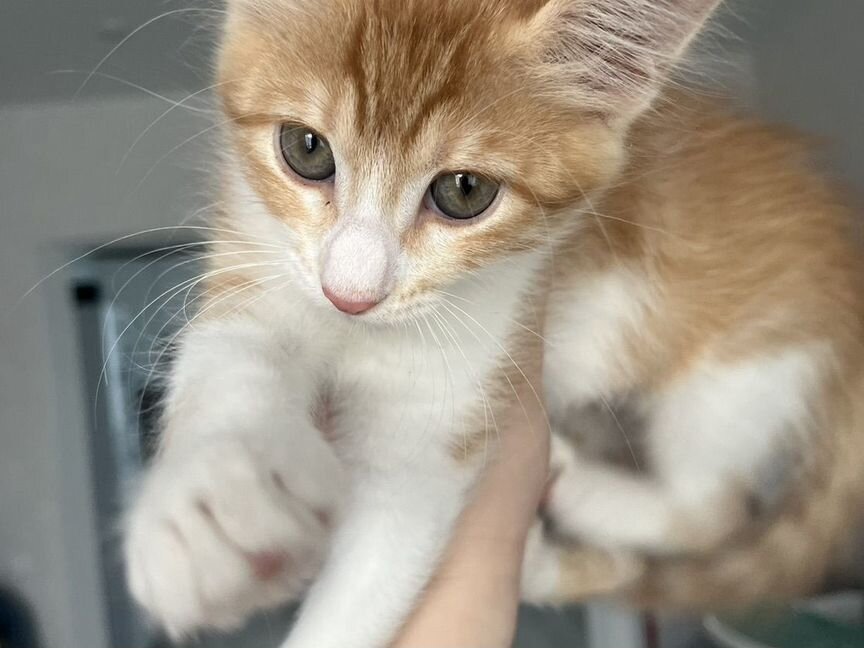 Котенок от кошки-крысоловки