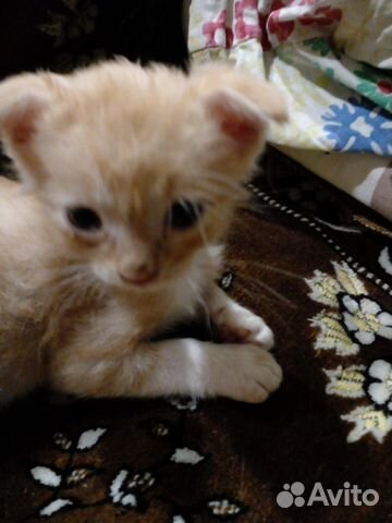 Вислоухие котята