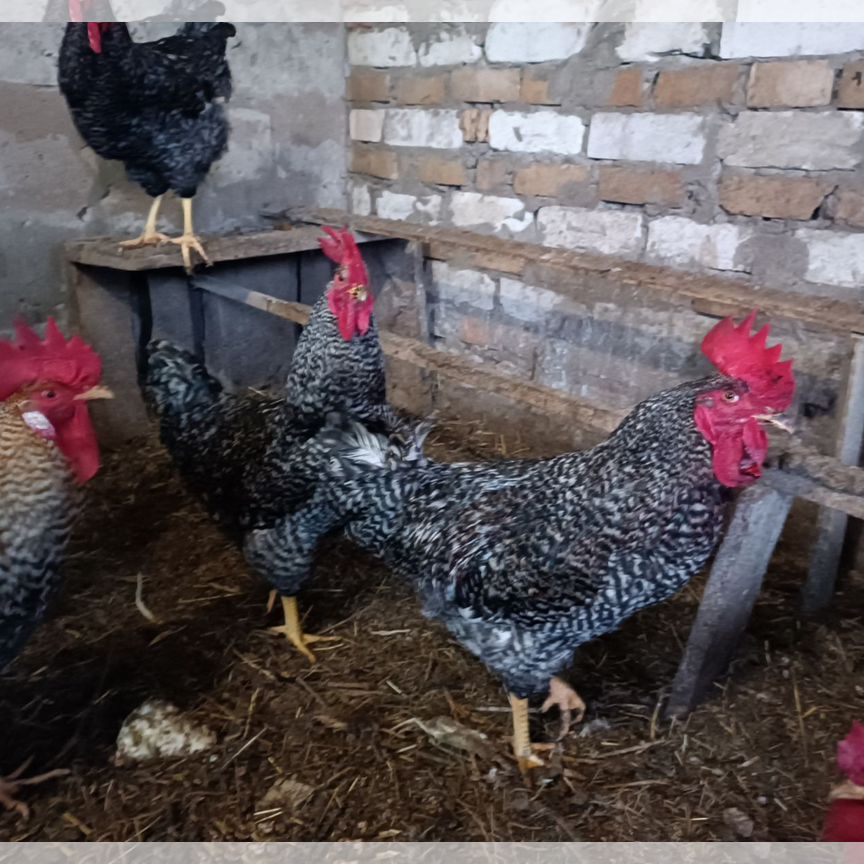 Молодые петухи (Доминант)