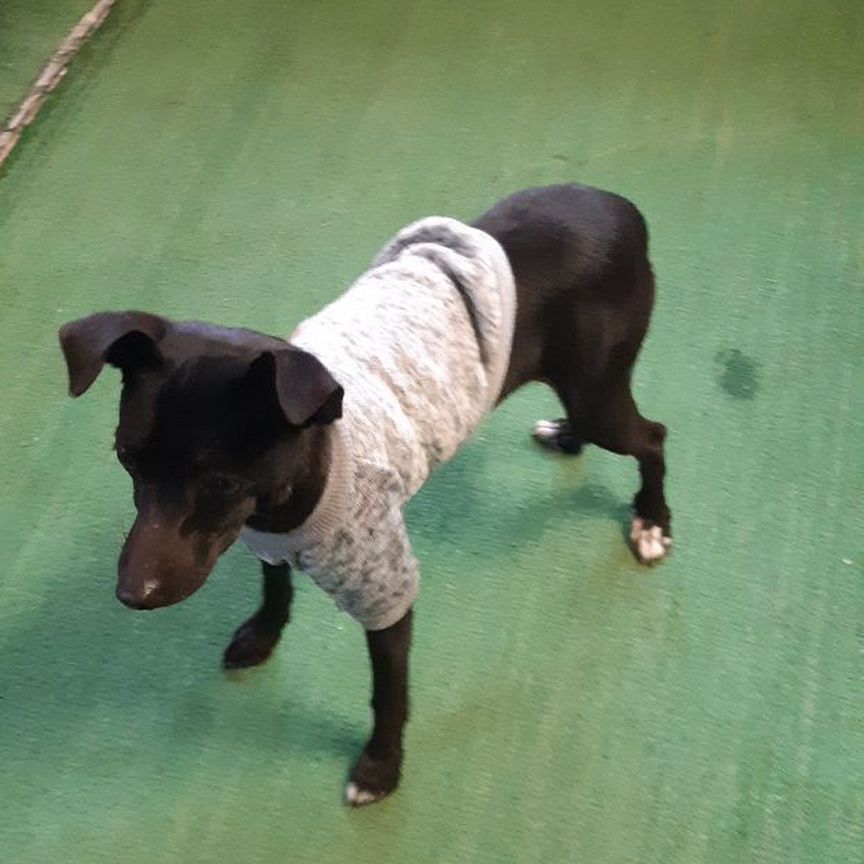 Хочет домой