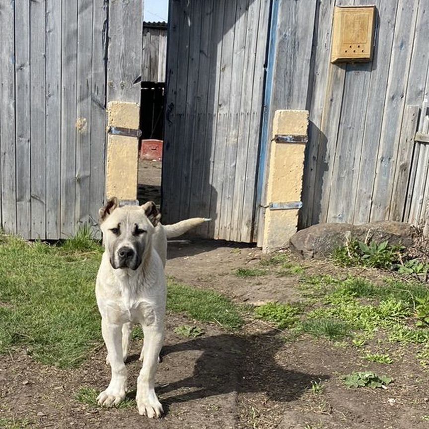 Среднеазиатская овчарка, щенок