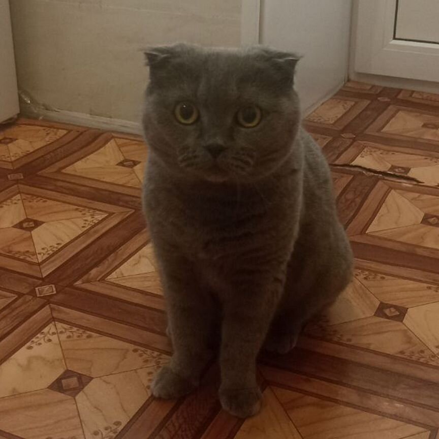 Отдам бесплатно кошку вислаухую 10 лет