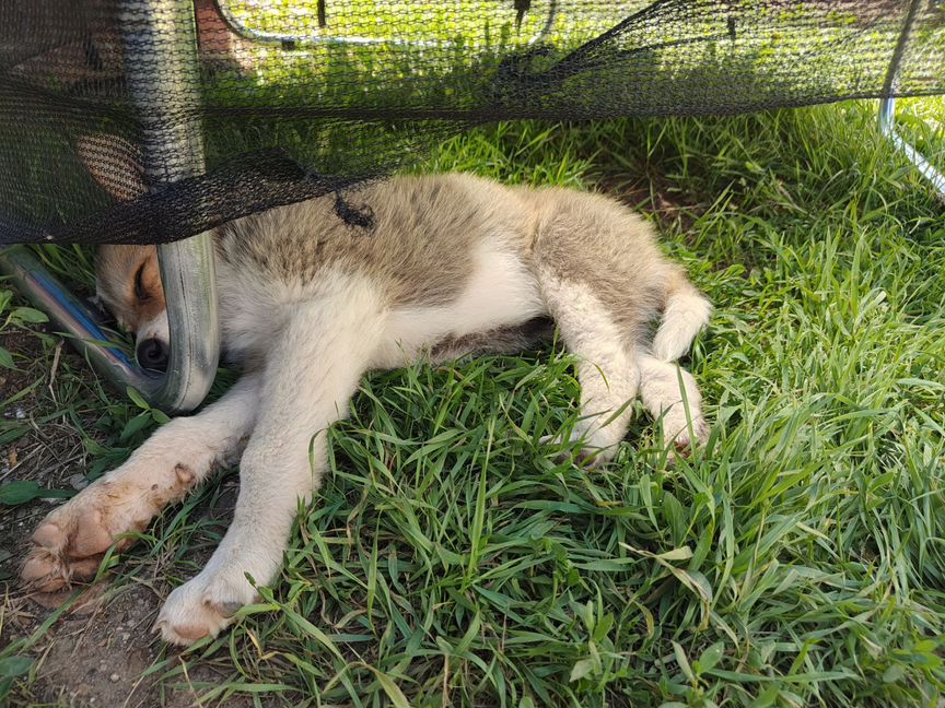 Нашли собачку