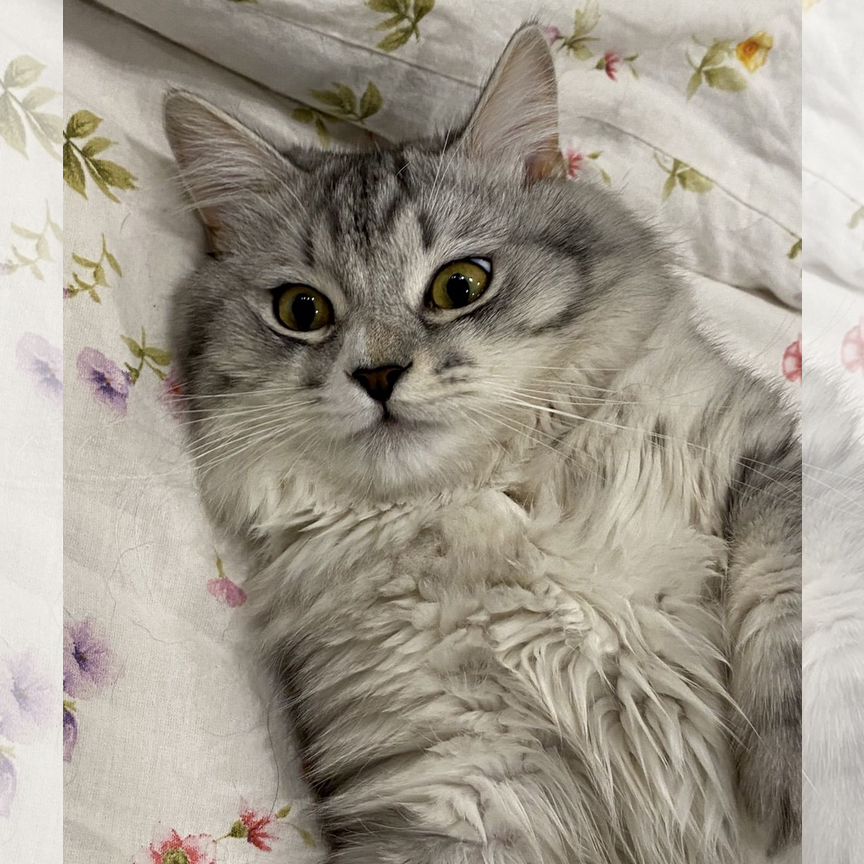 Отдам кота в добрые руки