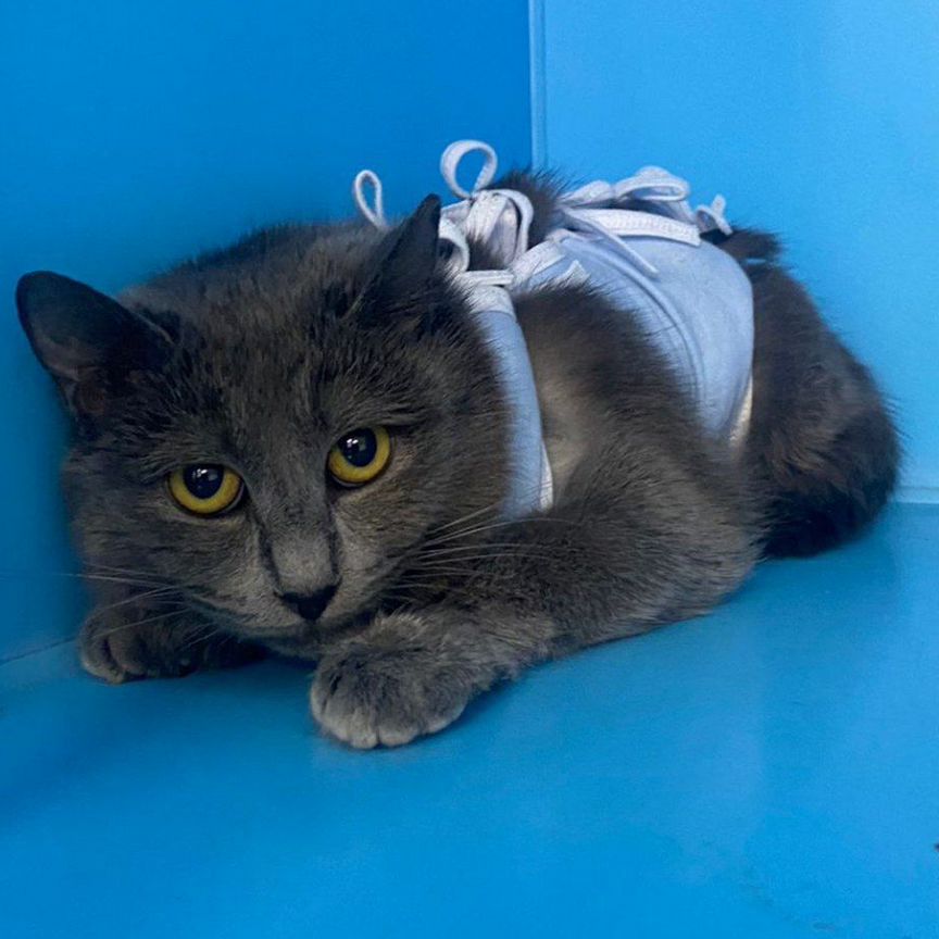 Очень красивая кошечка Невада.Выпуск в никуда