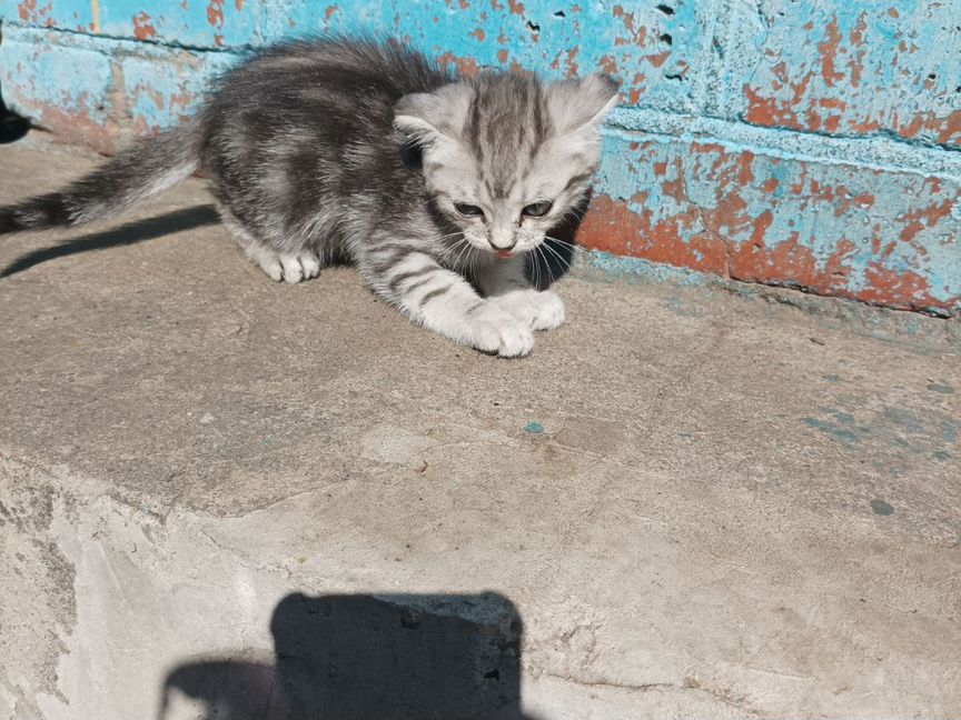 Кошки