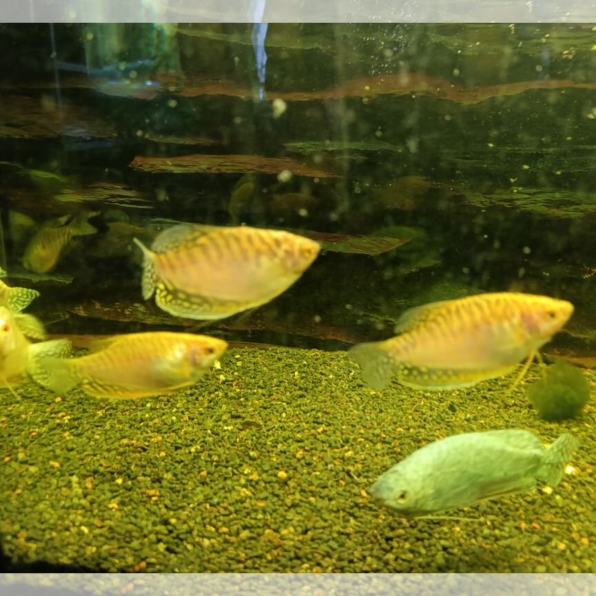 Гурами, таракатум, скалярия