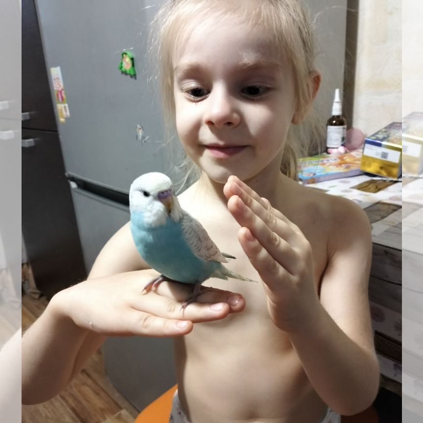 Волнистый попугай продам
