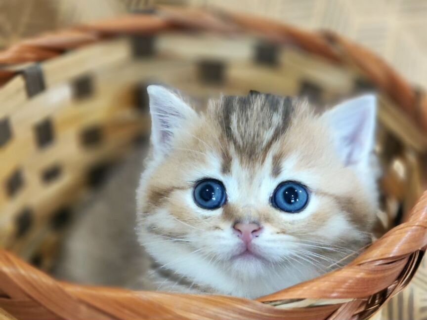 Шотландская золотая шиншилла