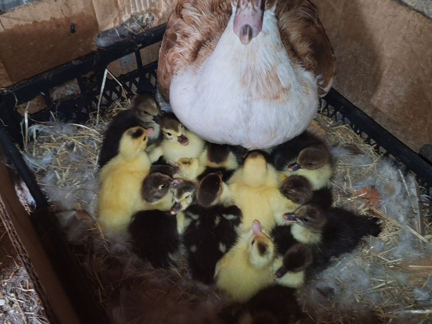 Утка с утятами