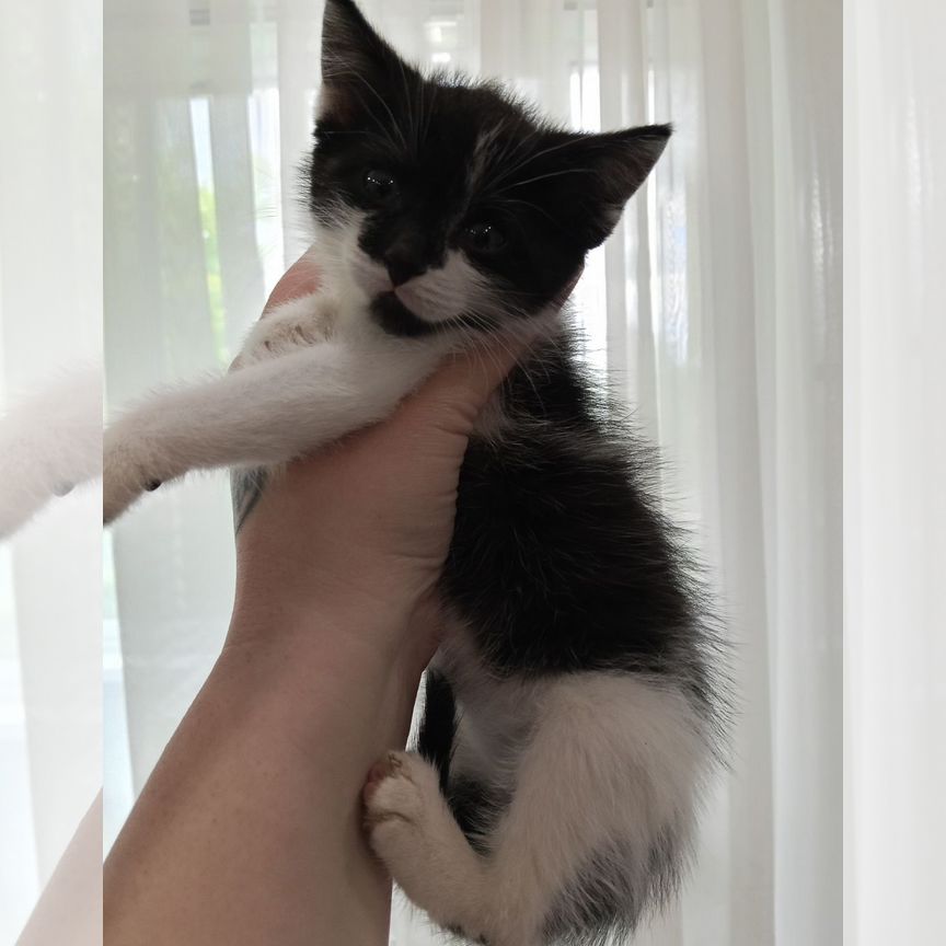Котёнок в добрые руки